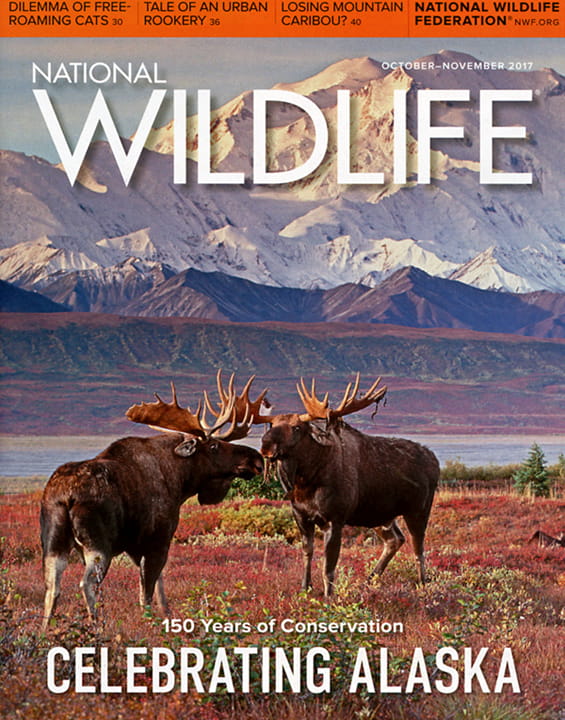 National Wildlife Magazine | National Wildlife Magazine Subscription